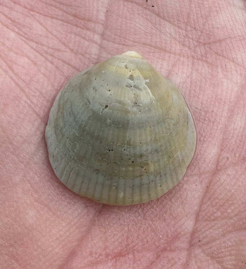 Spectral Bittersweet Clam from Float Beach, Cape Canaveral, Brevard Co ...