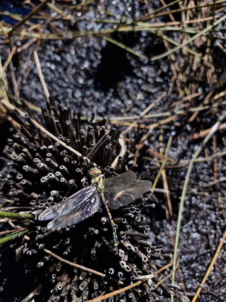 Tau Emerald from Jandabup WA 6077, Australia on December 27, 2024 at 03 ...