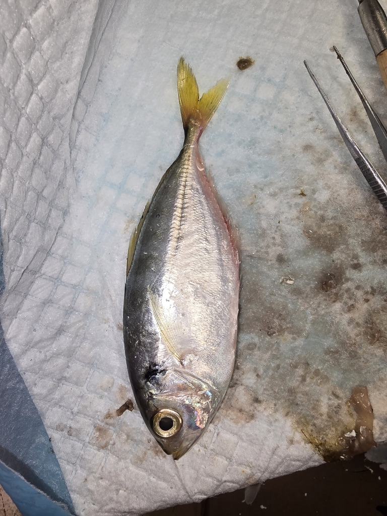 Razorbelly Trevally from guangxi on December 27, 2024 at 03:13 PM by ...