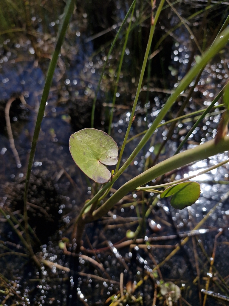 flowering plants from Jandabup WA 6077, Australia on December 27, 2024 ...