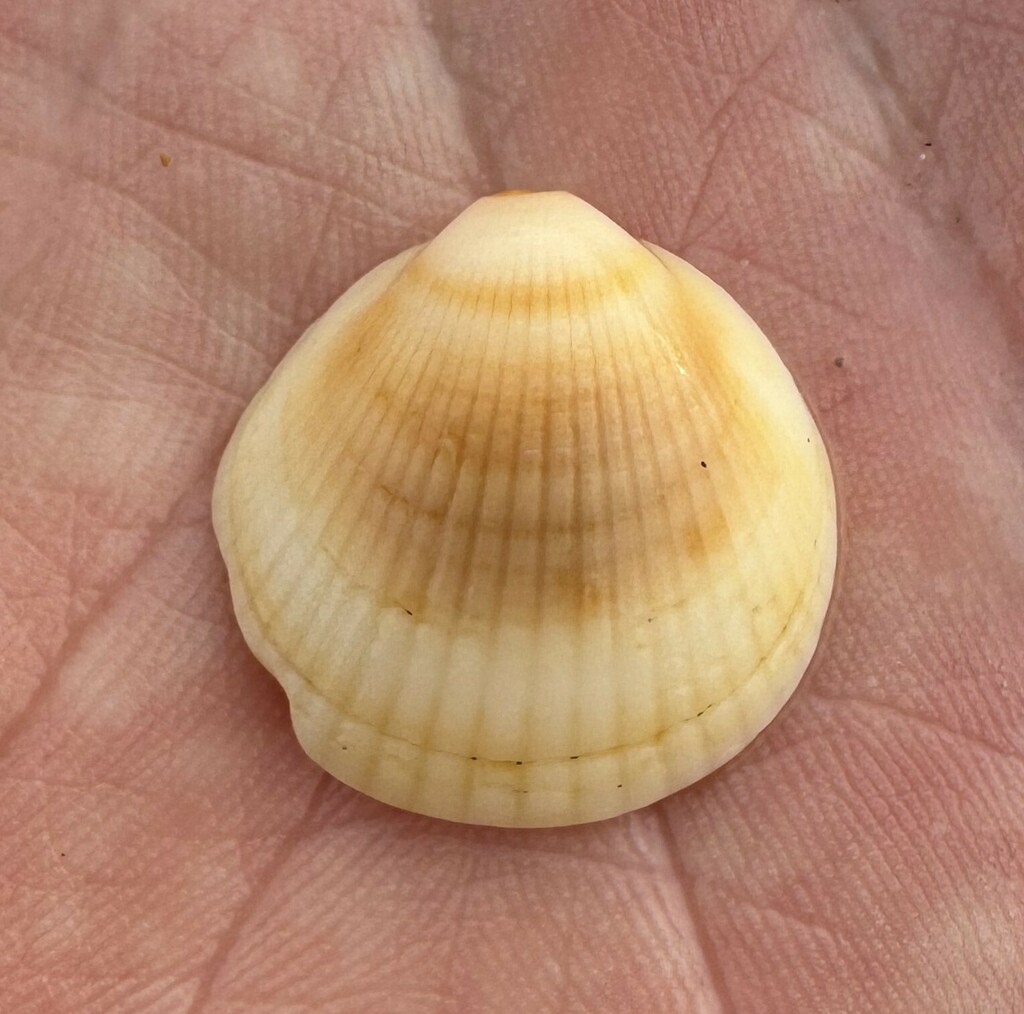 Spectral Bittersweet Clam from Float Beach, Cape Canaveral, Brevard Co ...