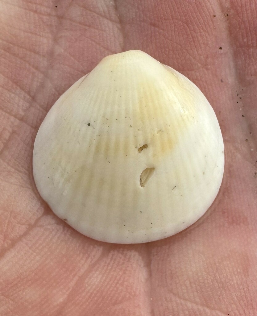 Spectral Bittersweet Clam from Float Beach, Cape Canaveral, Brevard Co ...