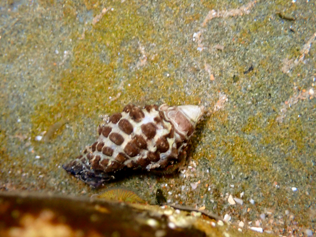 Mulberry Whelk from Bateau Bay Beach, NSW, Australia on December 27 ...