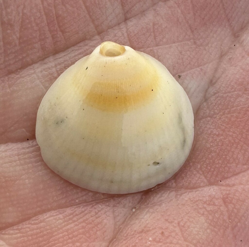 Spectral Bittersweet Clam from Float Beach, Cape Canaveral, Brevard Co ...