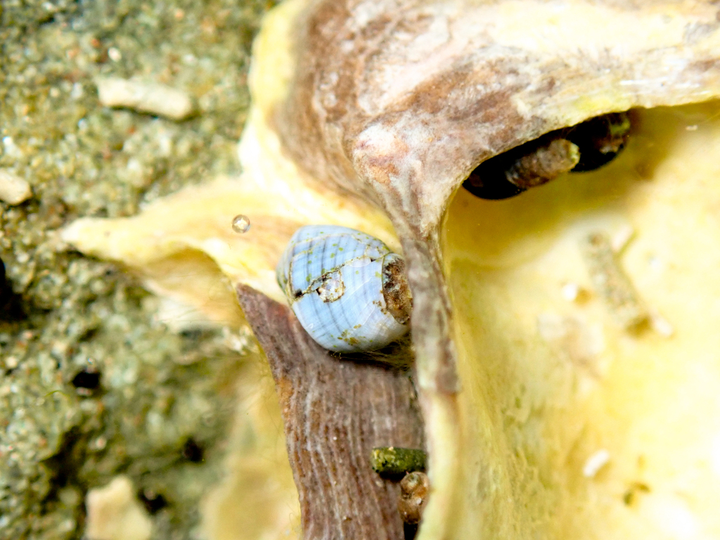 Little Blue Periwinkle from Bateau Bay Beach, NSW, Australia on ...