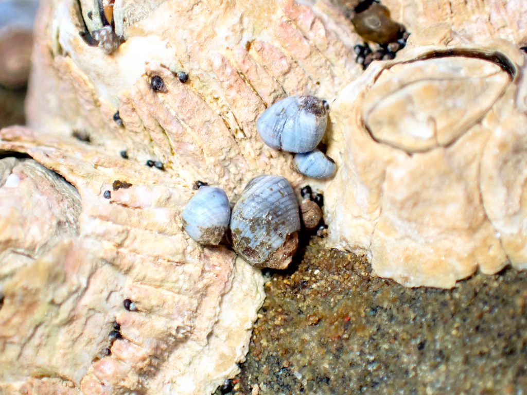 Little Blue Periwinkle from Bateau Bay Beach, NSW, Australia on ...