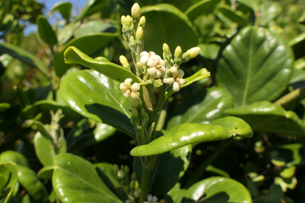 Parsonsia capsularis grandiflora from Stephens Island / Takapourewa ...