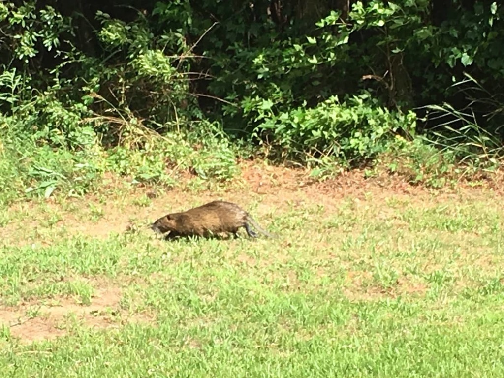 Rodents in December 2024 by currituck_nc. ecoEXPLORE Username: ctuckin ...