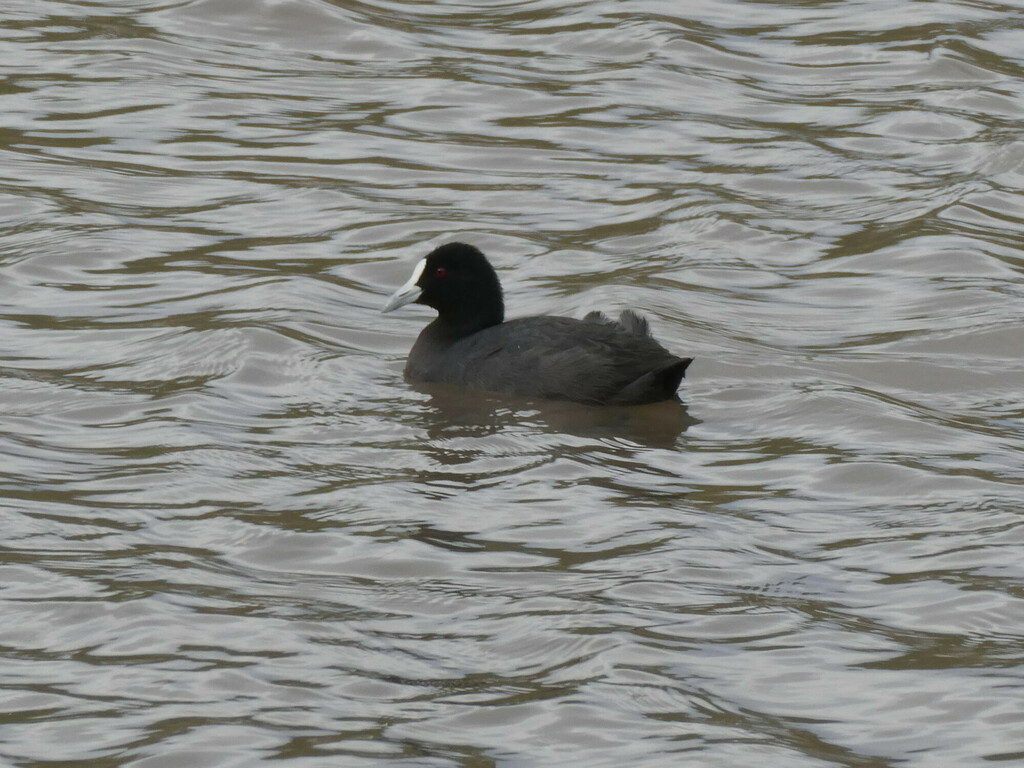Australasian Coot from Greenvale VIC 3059, Australia on December 26 ...