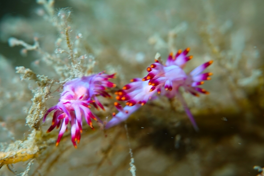 Coryphellina from Little Pelican NSW 2281, Australia on December 25 ...