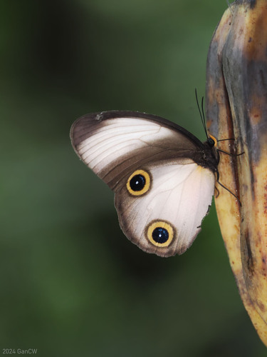 Taenaris artemis · Naturalista Costa Rica