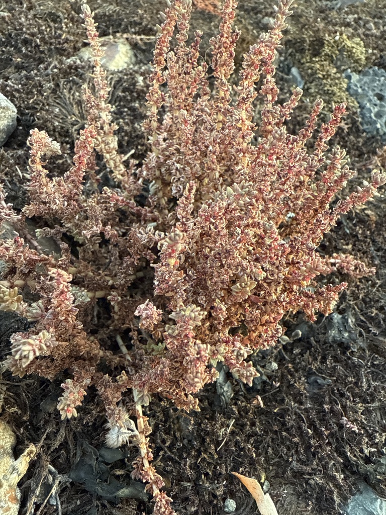Australian Stonecrop from Mount Canobolas State Conservation Area ...