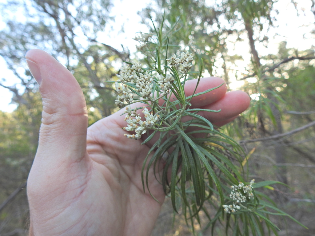 Shiny Cassinia from Melbourne VIC, Australia on December 27, 2024 at 07 ...
