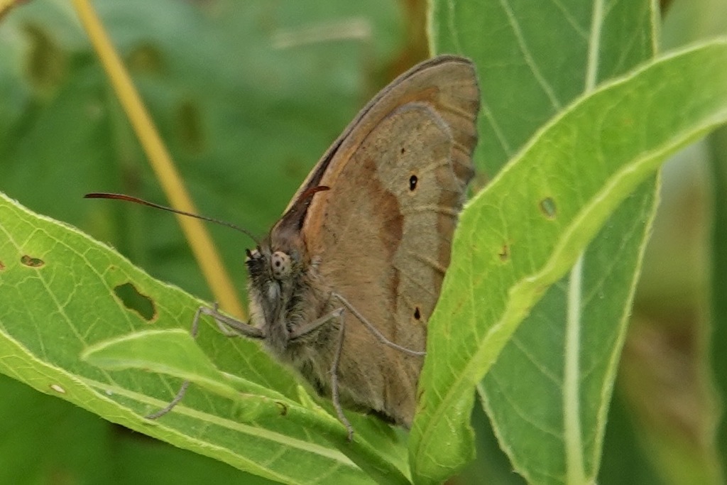 Meadow Brown from 88356 Ostrach, Germany on July 6, 2024 at 12:19 PM by ...