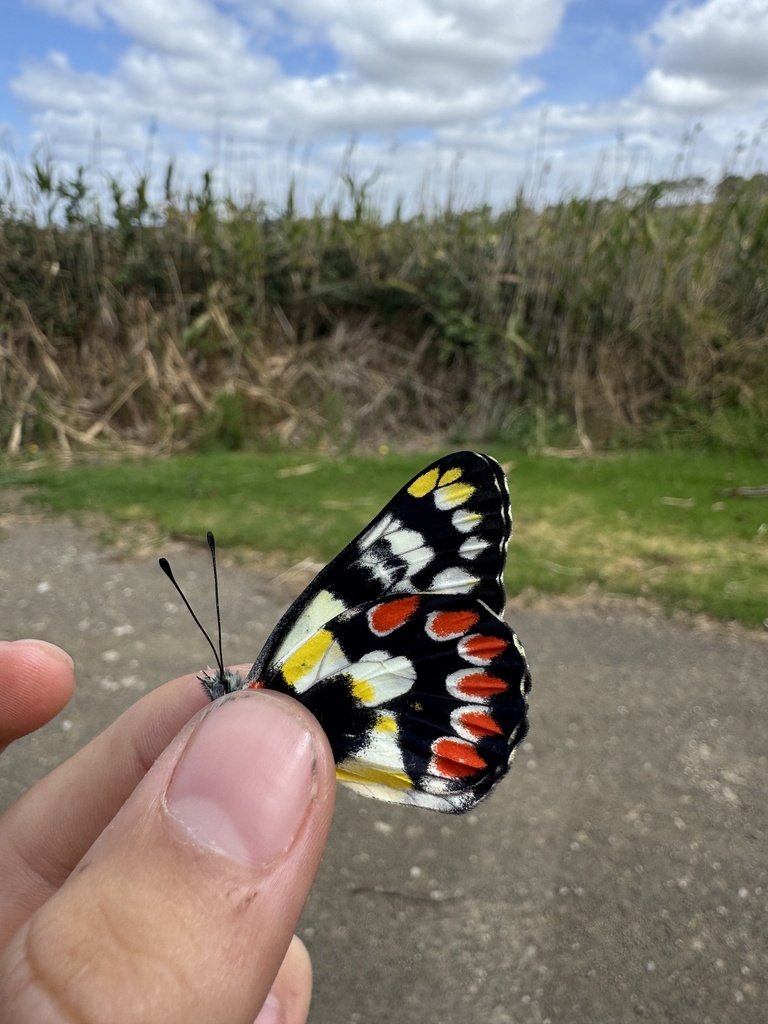 Red-spotted Jezebel from Lake Elingamite, Elingamite North, VIC, AU on ...