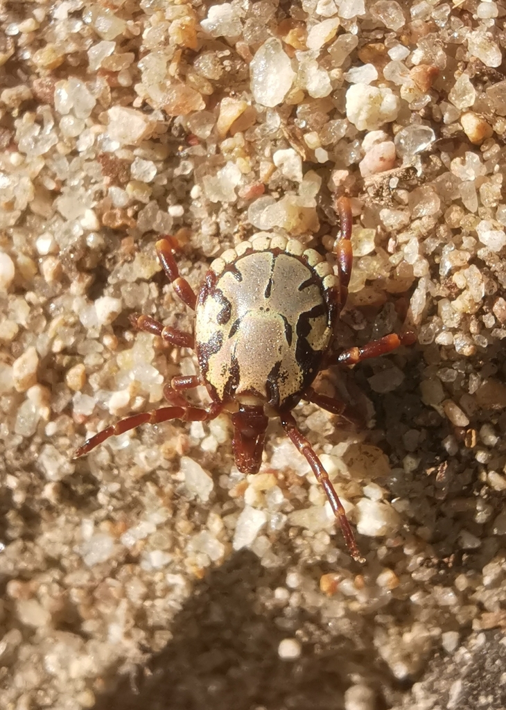 South African Bont Tick from Kruger Park, South Africa on December 26 ...