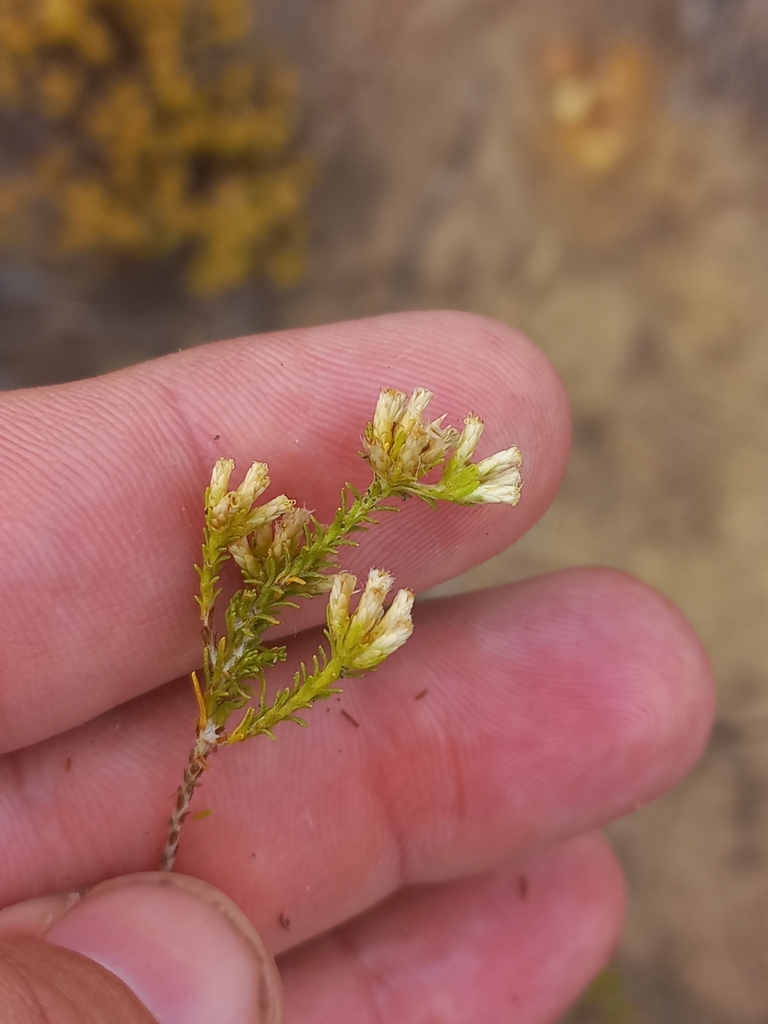 Everlasting-flowers from Vyf Brakke Fonteinen, Mossel Bay, 6520, South ...