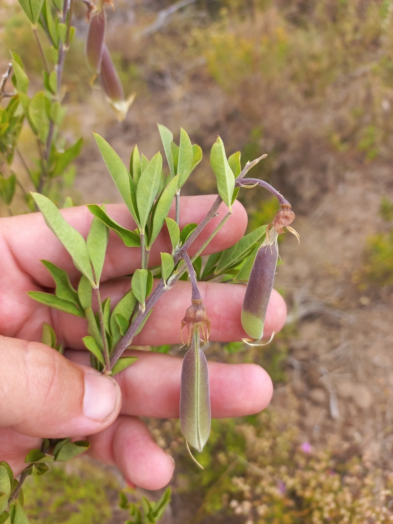 Cape Rattlepod from Eden, ZA-WC, ZA on December 27, 2024 at 10:06 AM by ...