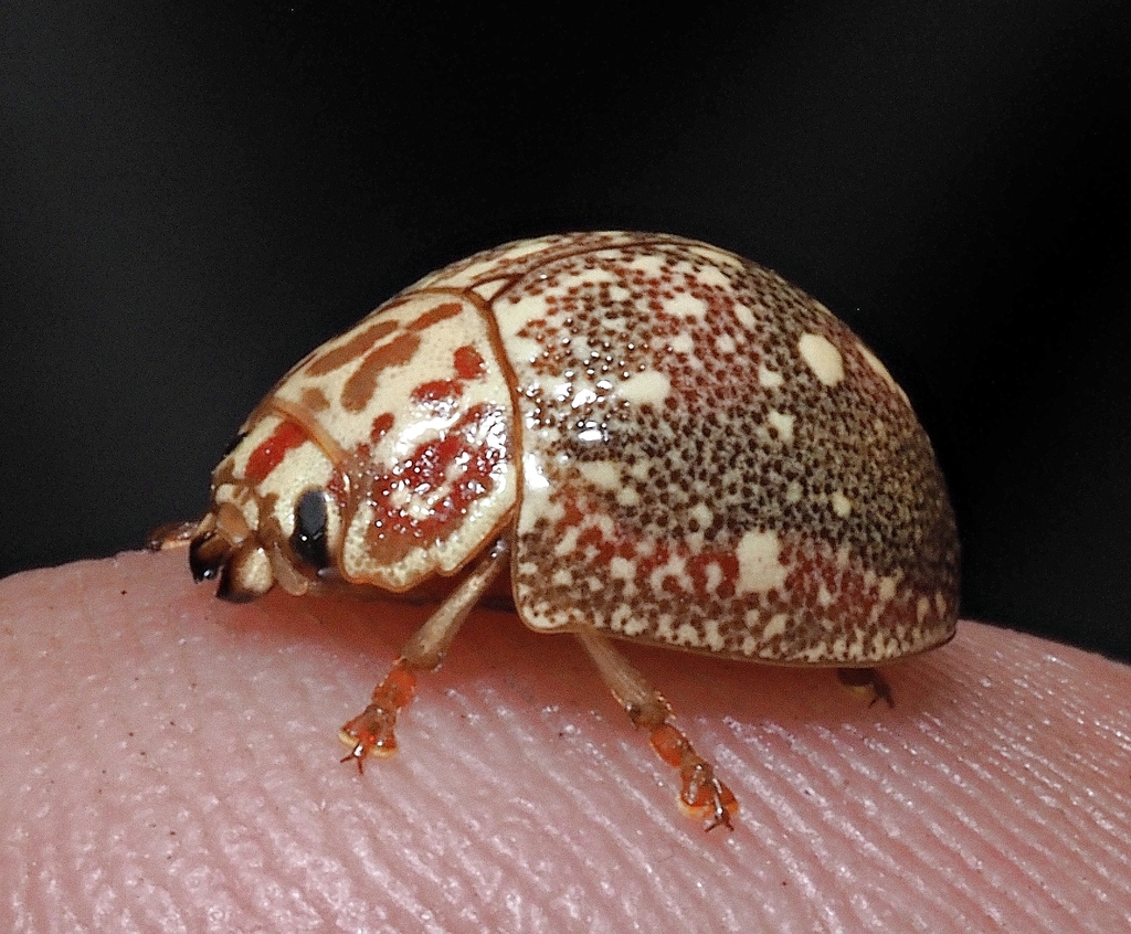 Paropsis geographica from Kalamunda WA, Australia on December 13, 2024 ...