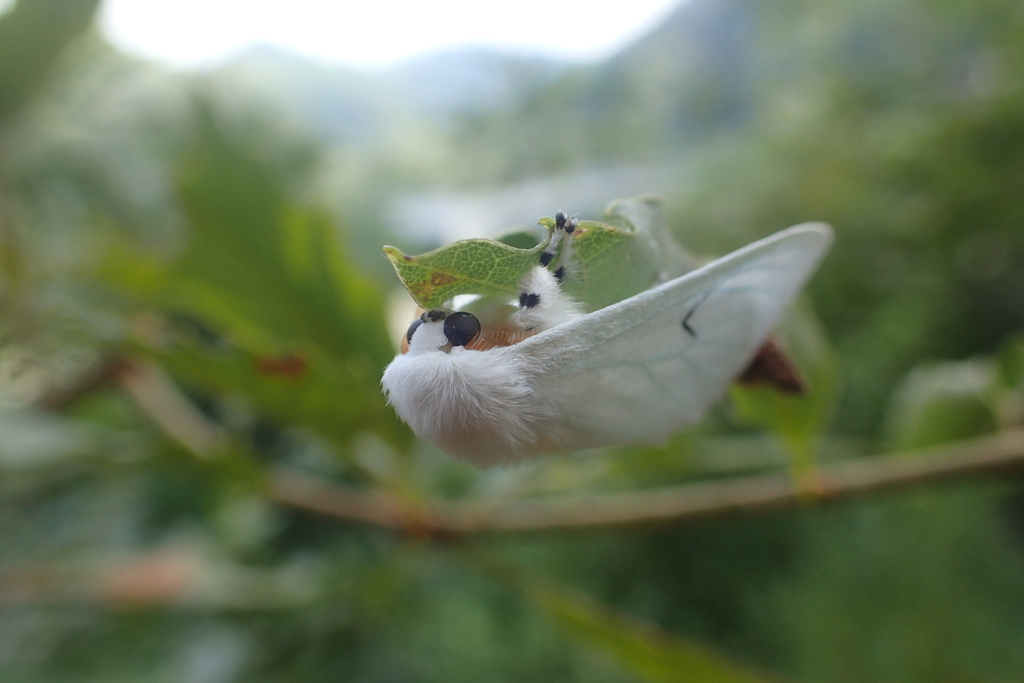 Black V Moth in September 2015 by hakkahamushi · iNaturalist