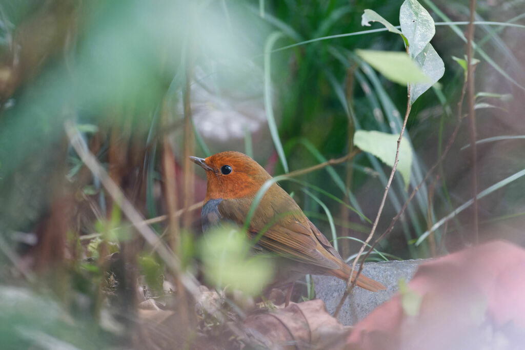 Japanese Robin in December 2024 by sleepy_aubergine · iNaturalist