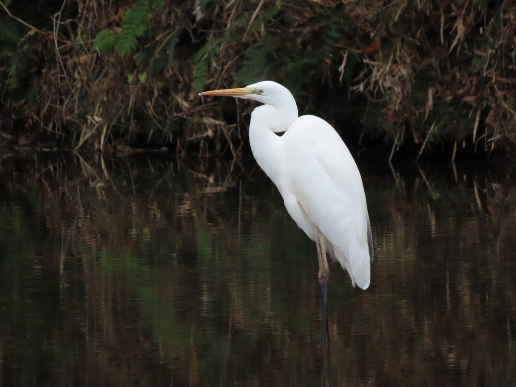 Great Egret from Koshigoe, Ogawa, Hiki District, Saitama 355-0327 ...