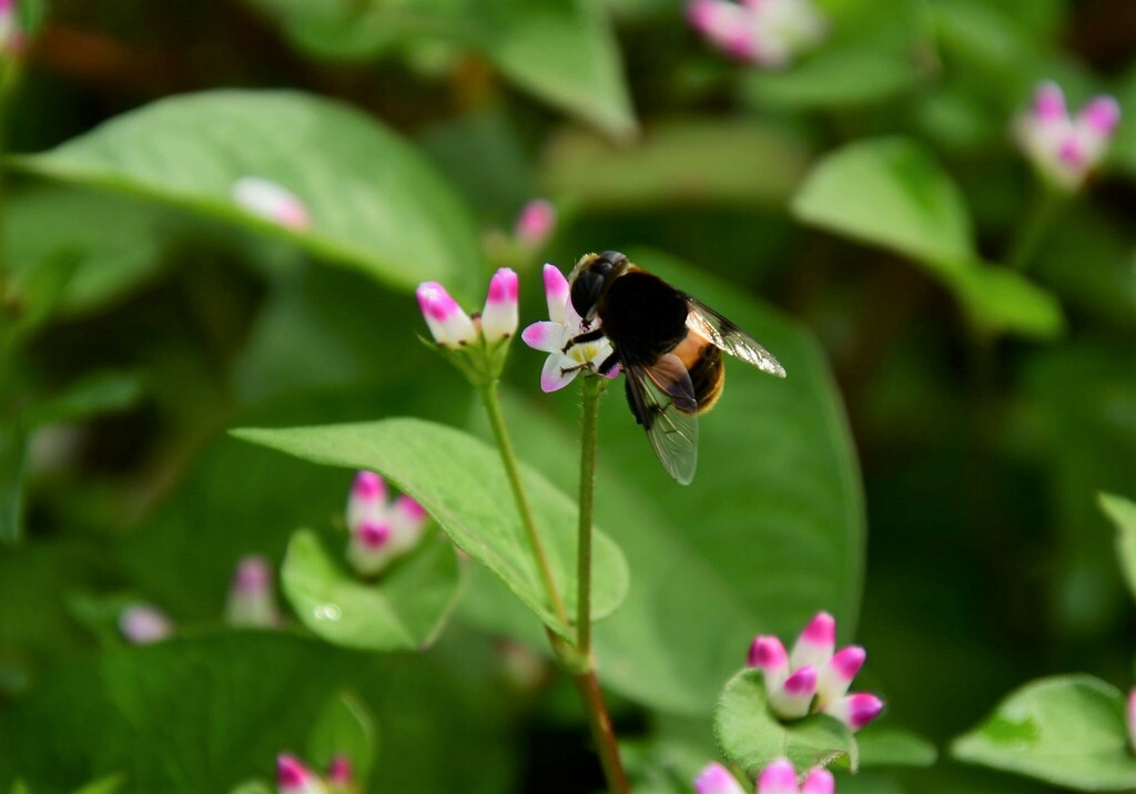Phytomia zonata from 日本、〒914-0272 福井県敦賀市赤崎 on October 18, 2019 at 09:09 ...