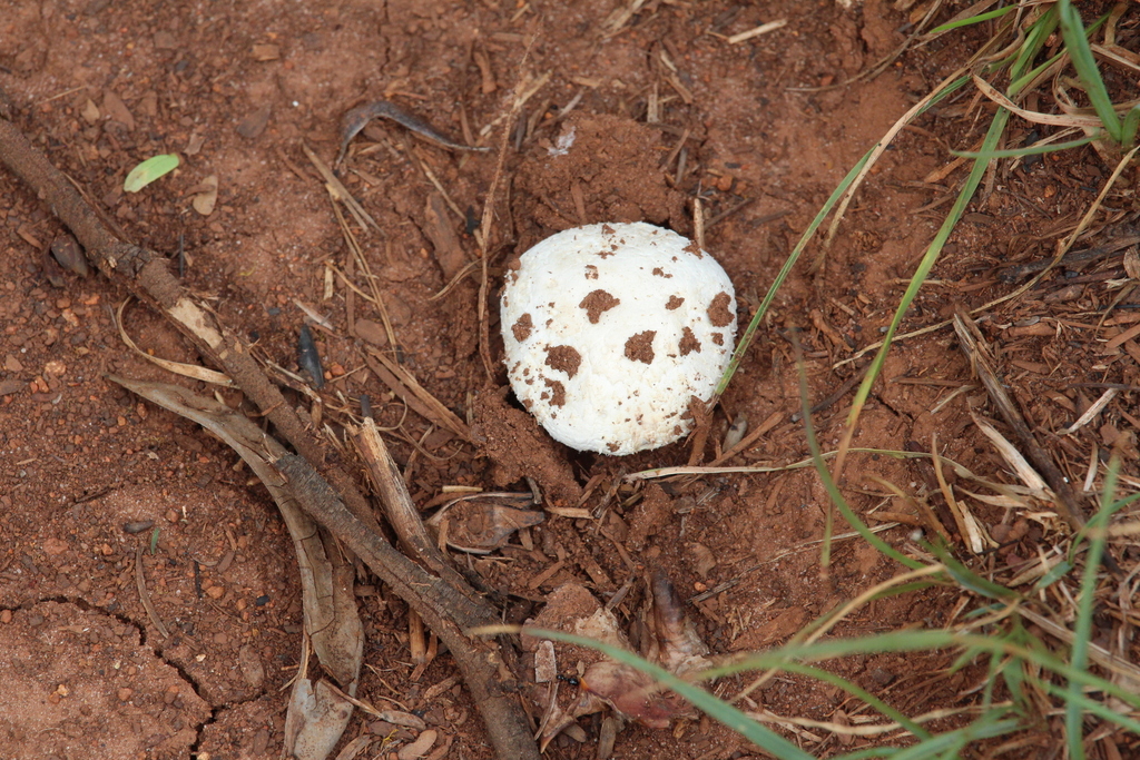 Corkstar Puffball from West Rand District Municipality, South Africa on ...