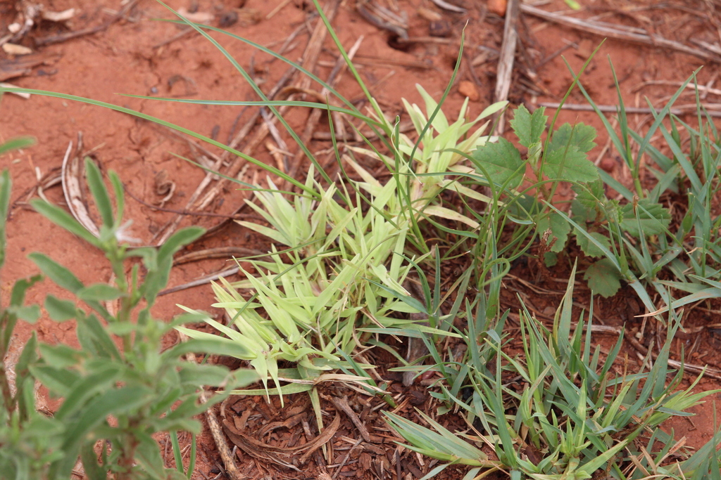 Luteovirus from West Rand District Municipality, South Africa on ...
