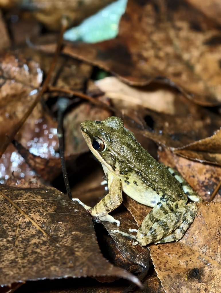 Fine-spined Frog in December 2024 by menganation · iNaturalist