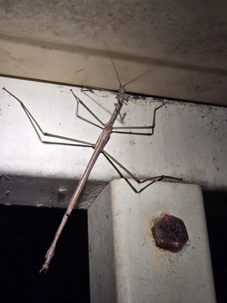 tessellated stick insect in December 2024 by m_gardner · iNaturalist