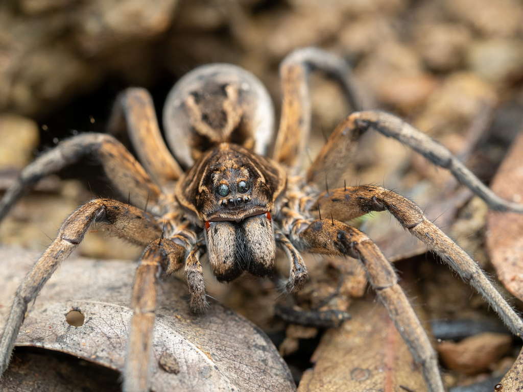Union-Jack Wolf Spiders from Mulgoa NSW 2745, Australia on May 13, 2022 ...