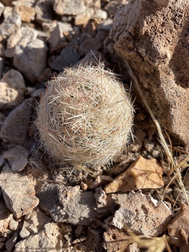 Desert Spinystar from Icebox Canyon, Las Vegas, NV, US on December 26 ...