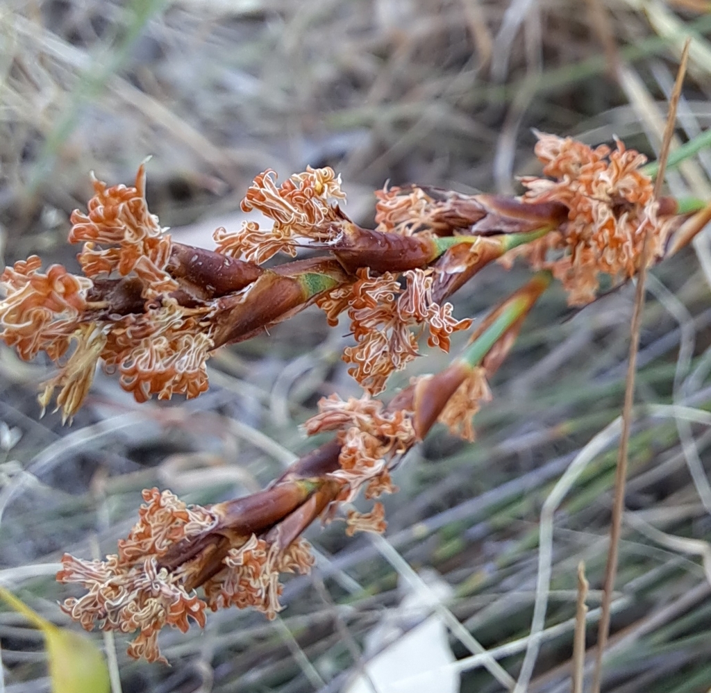 Lepidosperma apricola from Parmelia WA 6167, Australia on July 14, 2024 ...