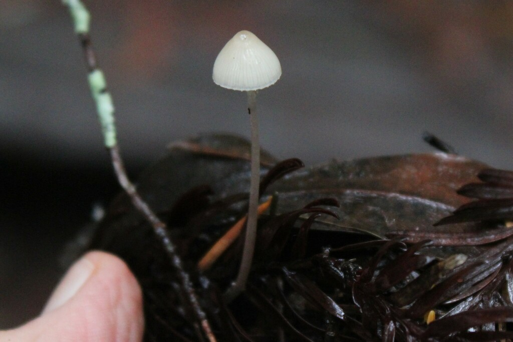 Bonnets from Stocking Trail, California 94930, USA on December 23, 2024 ...