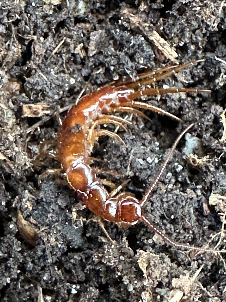 Brown Centipede from Great Wood & Dodd's Grove, Benfleet, England, GB ...