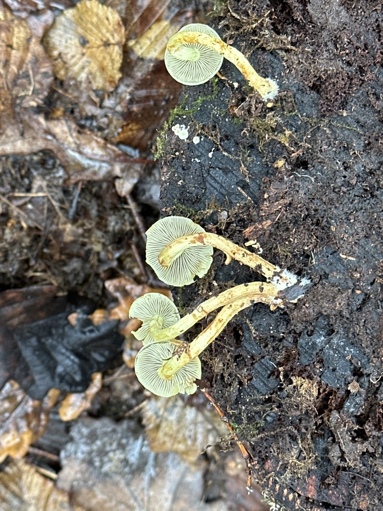 Sulphur Tuft from Great Wood & Dodd's Grove, Benfleet, England, GB on ...