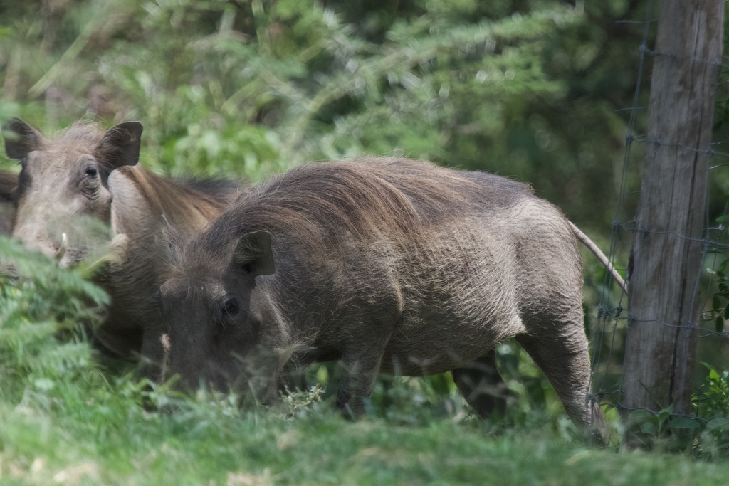 Eastern Warthog from Shauri Yako, Nakuru, Kenya on November 22, 2024 at ...