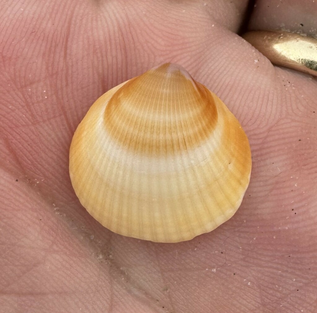 Spectral Bittersweet Clam from Float Beach, Cape Canaveral, Brevard Co ...