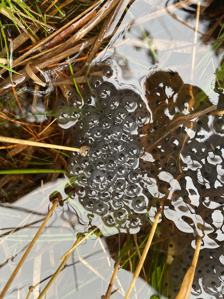European Common Frog from Kerry, IE on December 27, 2024 at 11:30 AM by ...
