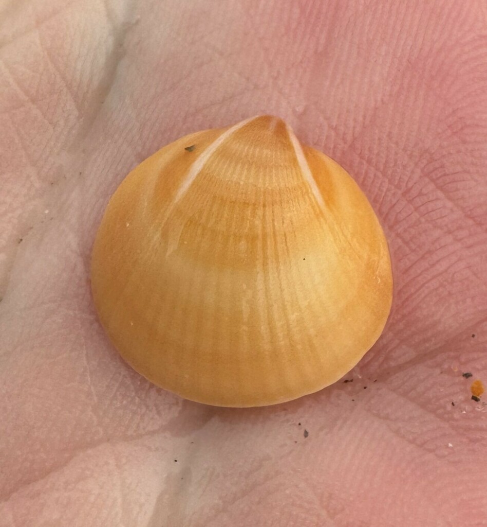Spectral Bittersweet Clam from Float Beach, Cape Canaveral, Brevard Co ...