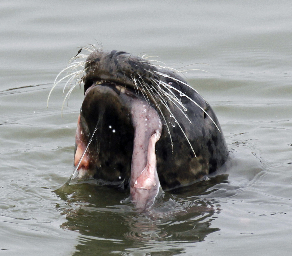 Pacific Hagfish from Moss Landing, CA 95039, USA on August 17, 2016 at ...