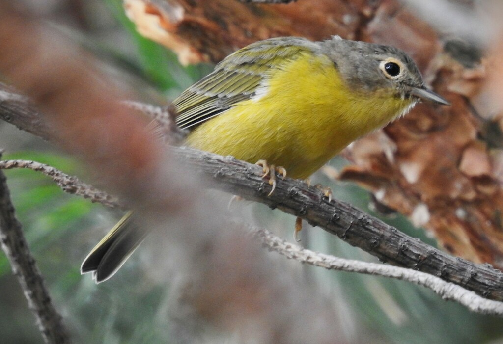 Nashville Warbler from Winkler, MB, Canada on August 20, 2024 at 03:14 ...