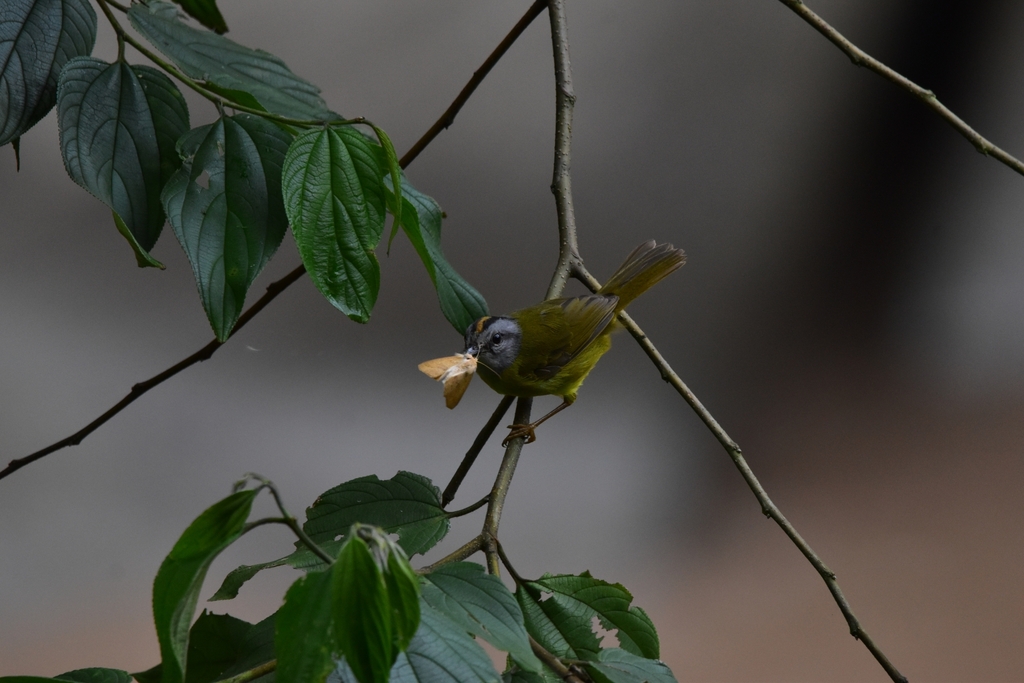 Russet-crowned Warbler from 08681, Perú on December 25, 2024 at 07:07 ...