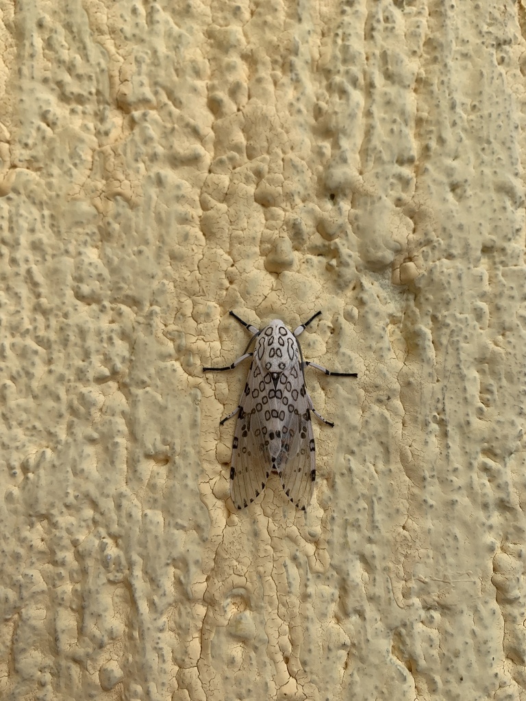 Hypercompe from Calle 5-A, Mérida, Yuc., MX on December 27, 2024 at 09: ...