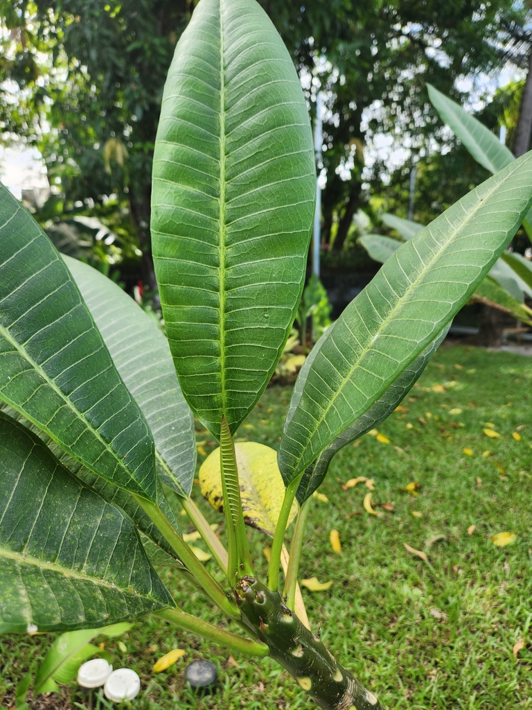 Mexican Plumeria from G7WX+QW2, Guanacaste Province, Coco, Costa Rica ...