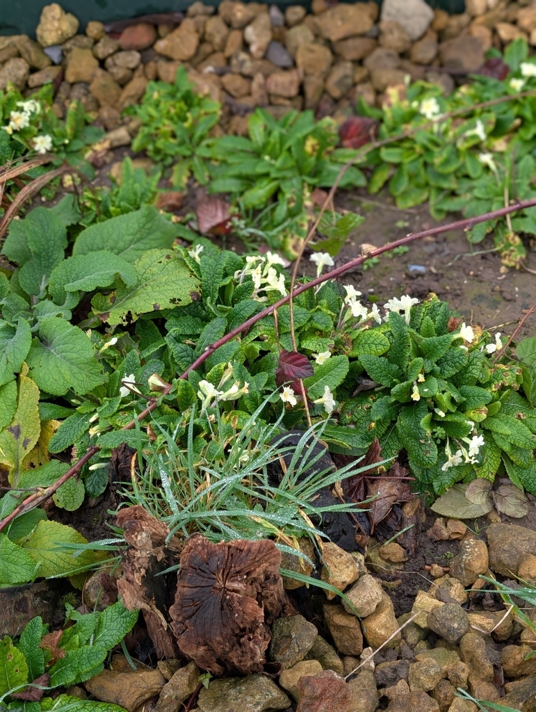 Primrose from Rose Cottage, Charlcombe, Bath BA1 8DJ, UK on December 27 ...
