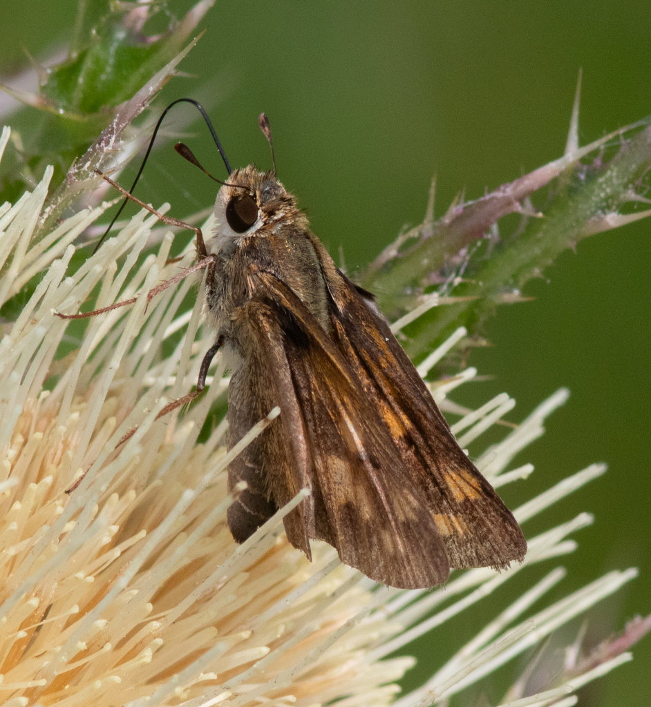 Huron Sachem from Fort Bend County, TX, USA on March 31, 2024 at 03:51 ...