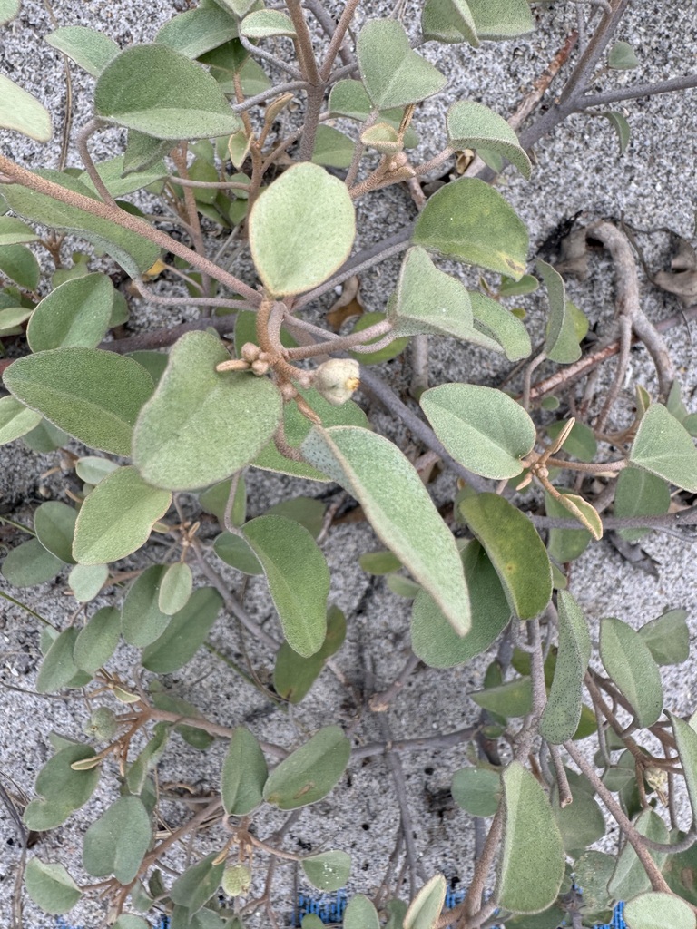 Beach Croton from Monroe Ave, Cape Canaveral, Brevard Co., FL, USA on ...