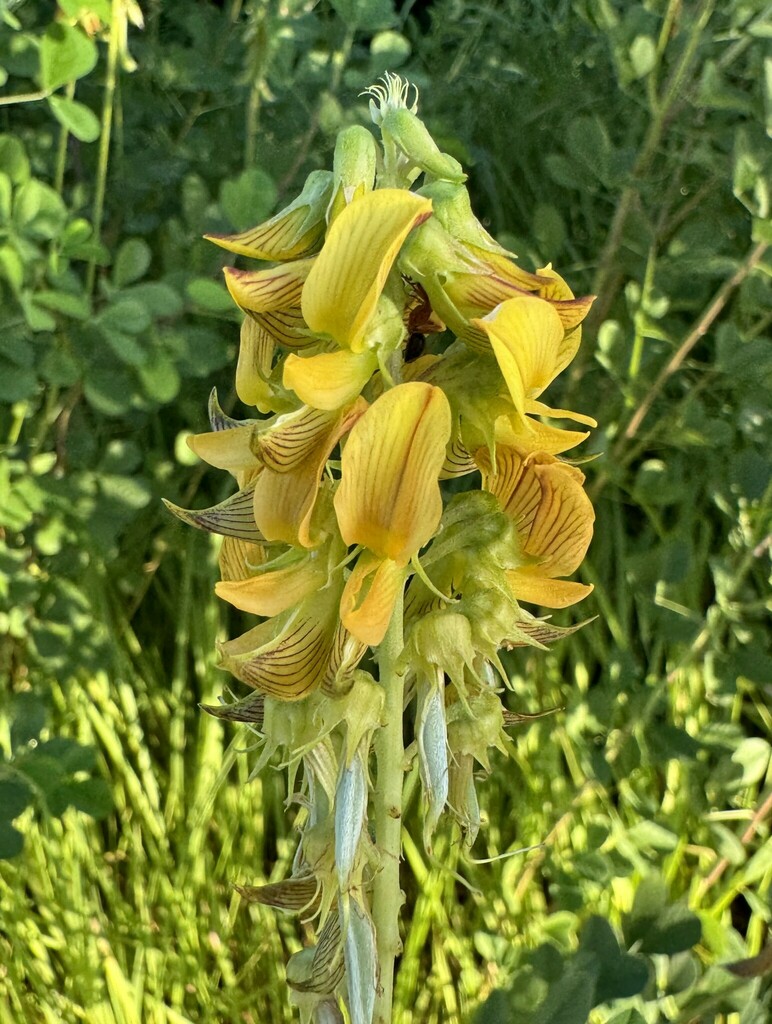 Streaked Rattlepod from Jimmy Buffet Memorial Hwy at George King Blvd ...